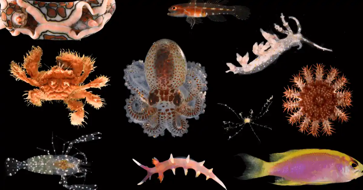 24 New Deep-Sea Species Discovered in Pacific Ocean – Major Scientific ...